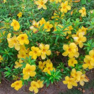 Yellow Flowering Allamanda Bush | 3 Live Plants | Allamanda Schottii | Beautiful Indoor and Outdoor Blooming Shrub