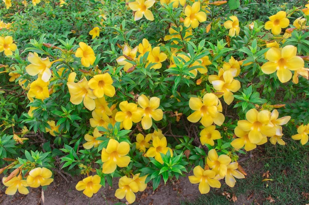 Yellow Flowering Allamanda Bush | 3 Live Plants | Allamanda Schottii | Beautiful Indoor and Outdoor Blooming Shrub