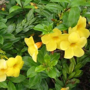 Yellow Flowering Allamanda Bush | 3 Live Plants | Allamanda Schottii | Beautiful Indoor and Outdoor Blooming Shrub