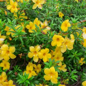 Yellow Flowering Allamanda Bush | 3 Live Plants | Allamanda Schottii | Beautiful Indoor and Outdoor Blooming Shrub