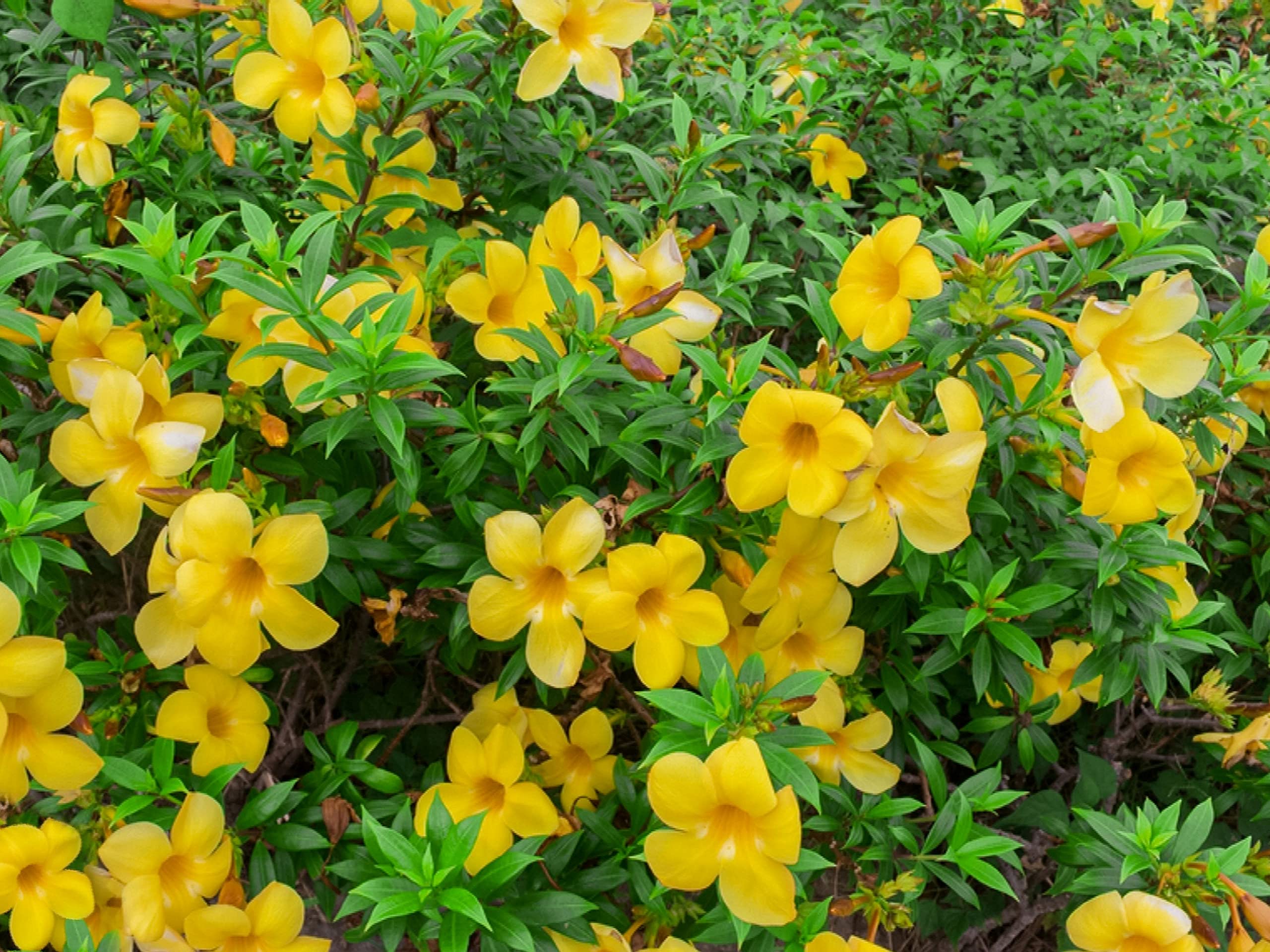 Yellow Flowering Allamanda Bush | 3 Live Plants | Allamanda Schottii | Beautiful Indoor and Outdoor Blooming Shrub