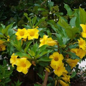 Yellow Flowering Allamanda Bush | 3 Live Plants | Allamanda Schottii | Beautiful Indoor and Outdoor Blooming Shrub