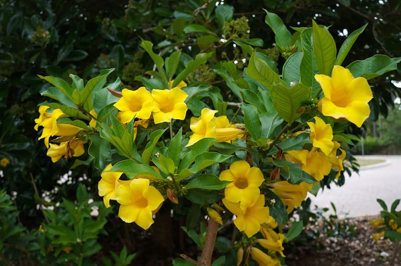 Yellow Flowering Allamanda Bush | 3 Live Plants | Allamanda Schottii | Beautiful Indoor and Outdoor Blooming Shrub