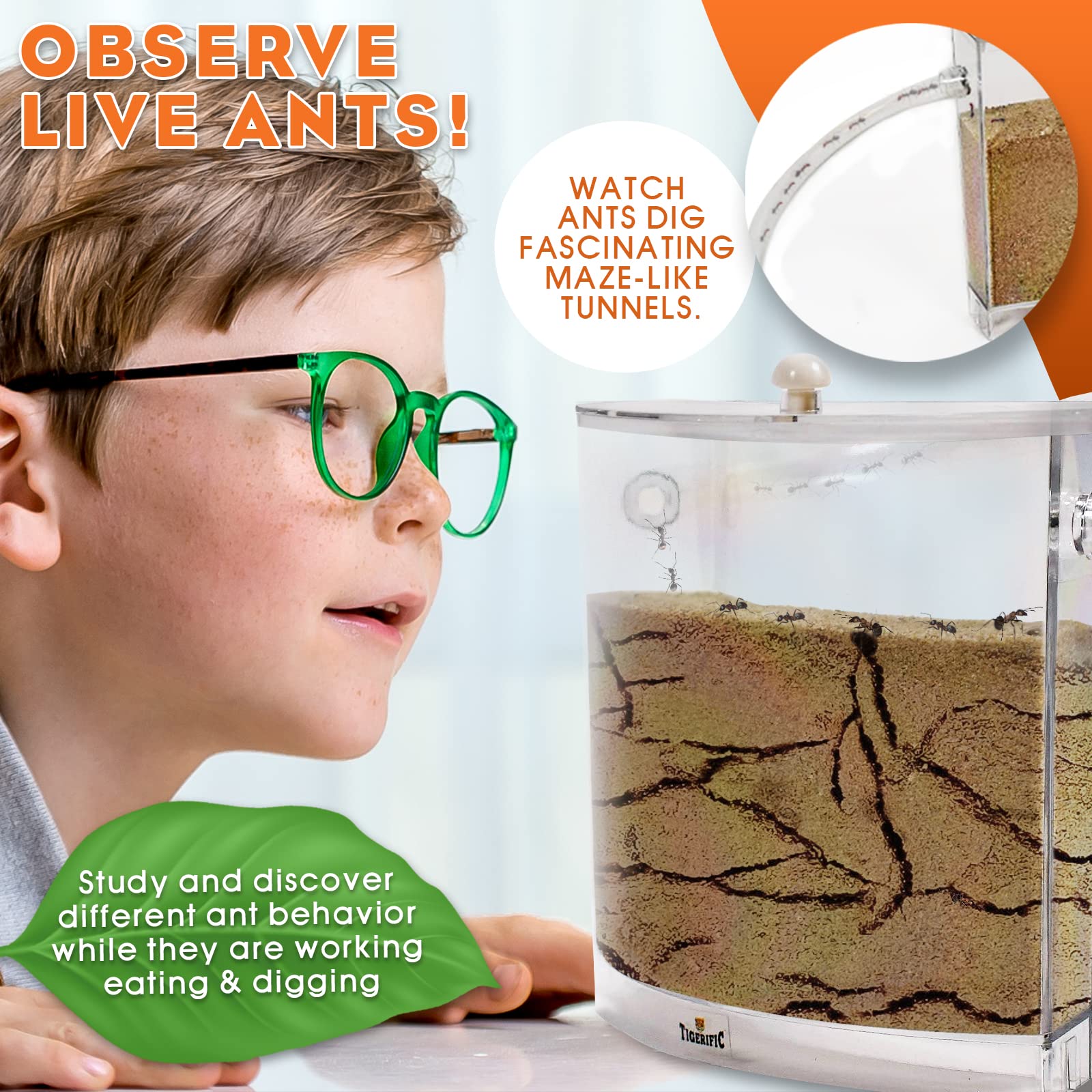 Tigerific Ant Farm for Live Ants - Real Sand Ant Colony Kit for Kids -Fun Science Habitat Set for Children, Watch Ants Dig Tunnels, Carry Sand, Hide and Drag Their Food