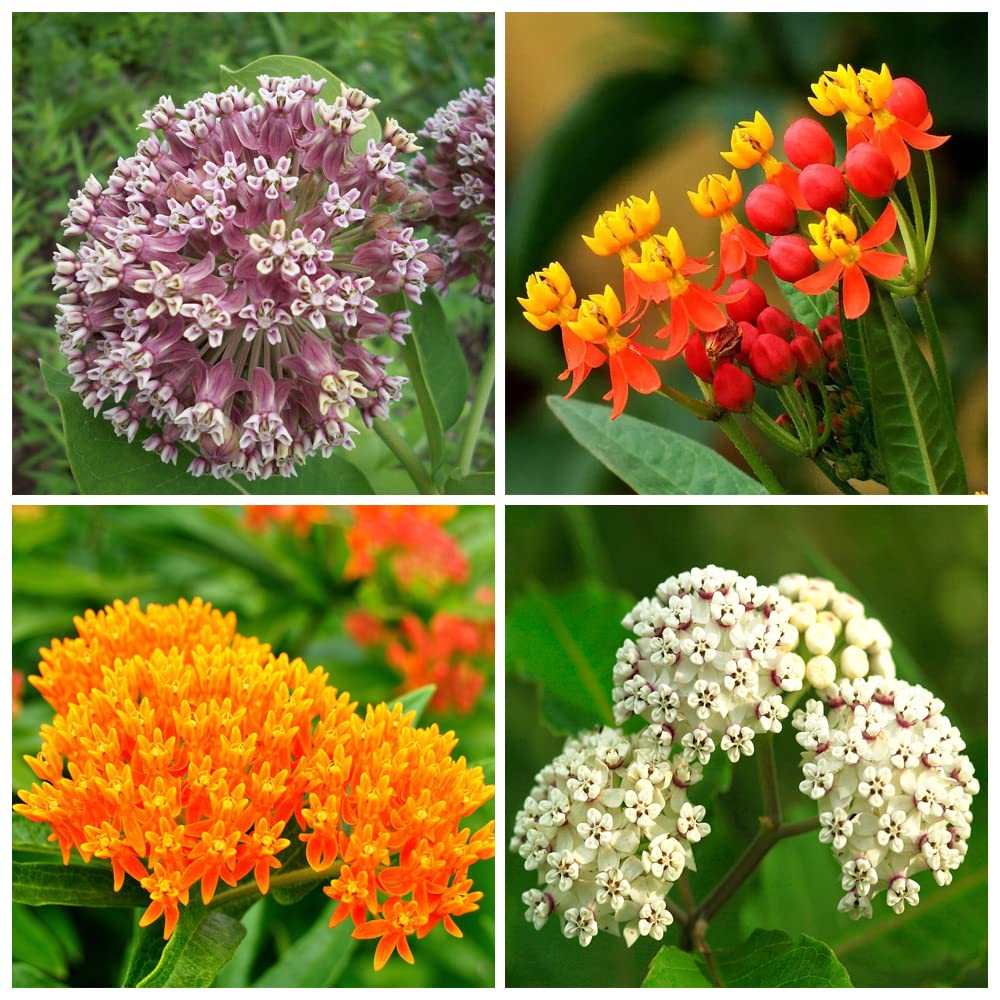 800+ Butterfly Milkweed Seeds for Planting, Swamp Milkweed, Common Milkweed, Showy Milkweed, 4 Pack of 200 Seeds Each Heirloom, Non-GMO Untreated, ttract Monarch Butterflies.