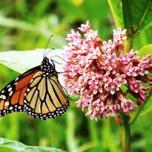 800+ Butterfly Milkweed Seeds for Planting, Swamp Milkweed, Common Milkweed, Showy Milkweed, 4 Pack of 200 Seeds Each Heirloom, Non-GMO Untreated, ttract Monarch Butterflies.