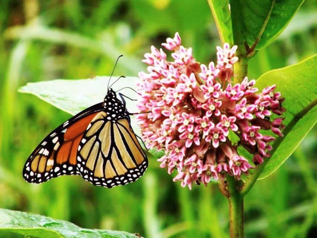 800+ Butterfly Milkweed Seeds for Planting, Swamp Milkweed, Common Milkweed, Showy Milkweed, 4 Pack of 200 Seeds Each Heirloom, Non-GMO Untreated, ttract Monarch Butterflies.