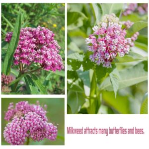 800+ Butterfly Milkweed Seeds for Planting, Swamp Milkweed, Common Milkweed, Showy Milkweed, 4 Pack of 200 Seeds Each Heirloom, Non-GMO Untreated, ttract Monarch Butterflies.