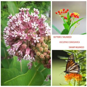 800+ Butterfly Milkweed Seeds for Planting, Swamp Milkweed, Common Milkweed, Showy Milkweed, 4 Pack of 200 Seeds Each Heirloom, Non-GMO Untreated, ttract Monarch Butterflies.