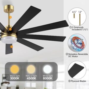 LEDLUX 65" DC Motor Ceiling Fan with Light, 6-Speed Remote Control, Reversible Motor, Modern 9 Blades Ceiling Fan with 4.5"/12" Downrods for Home or Commercial Black/Gold