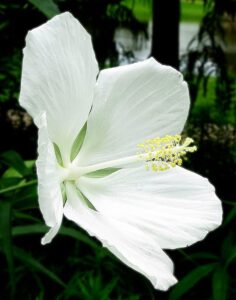 hibiscus coccineus alba | white & texas star | rose mallow | 10_seeds