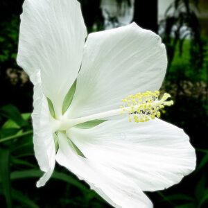 Hibiscus coccineus Alba | White & Texas Star | Rose Mallow | 10_Seeds