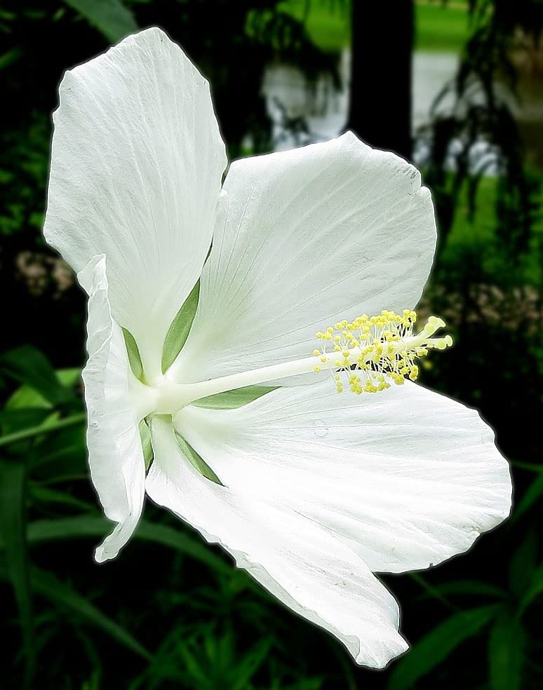 Hibiscus coccineus Alba | White & Texas Star | Rose Mallow | 10_Seeds