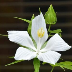 Hibiscus coccineus Alba | White & Texas Star | Rose Mallow | 10_Seeds