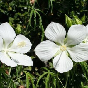 Hibiscus coccineus Alba | White & Texas Star | Rose Mallow | 10_Seeds