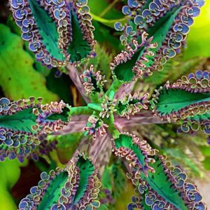 mothers of thousands kalanchoe live plant 3 to 5 inc tall starter, kalanchoe succulent