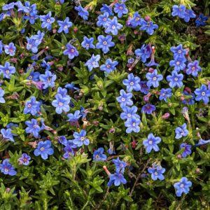 glandora diffusa seeds lithodora diffusa perennial hardy low maintenance attracts butterflies ground cover pathways rock garden containers outdoor 200pcs herb seeds by yegaol garden