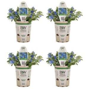 4.25 in. eco+grande, blue my mind® dwarf morning glory (evolvulus) live plant, blue flowers