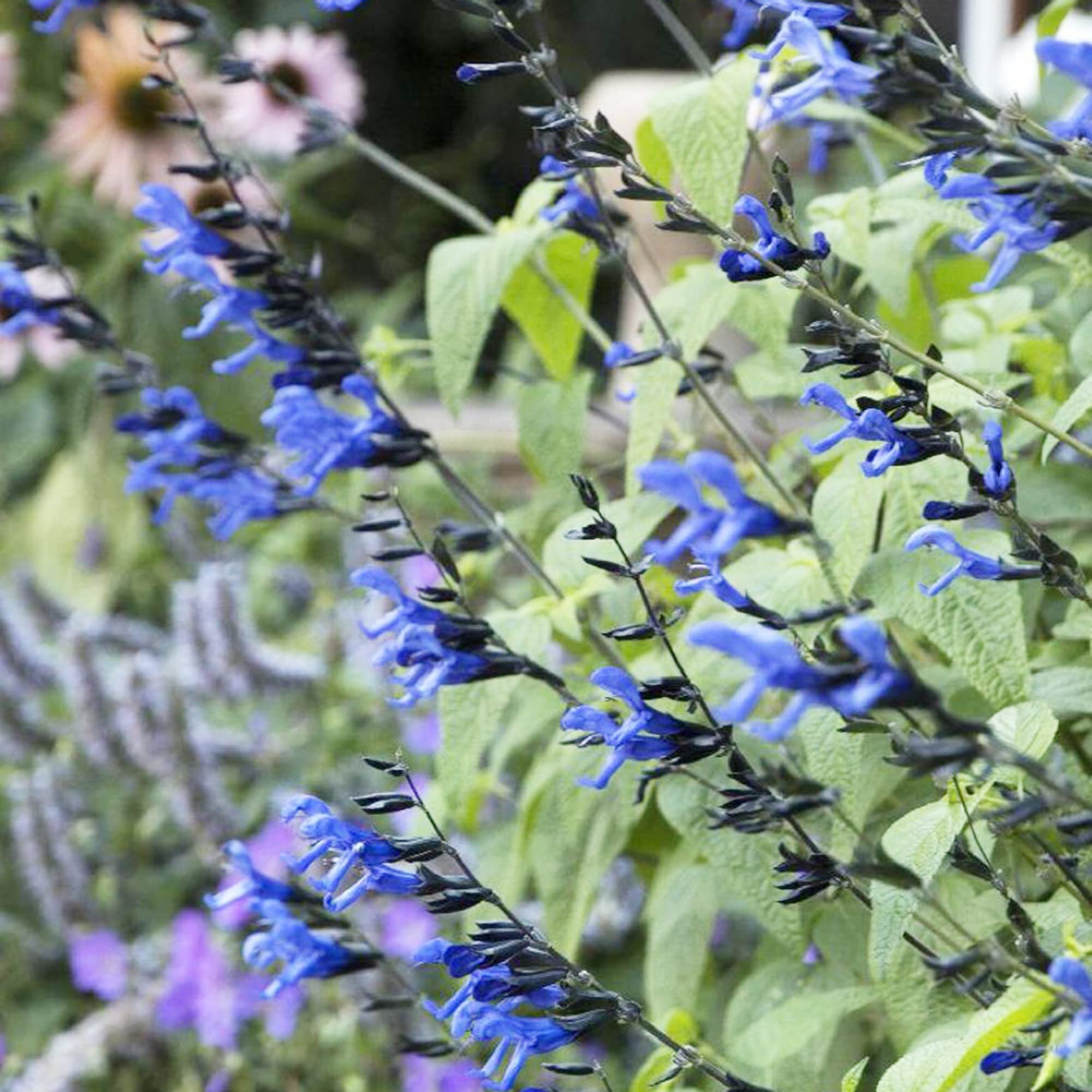 Salvia Guaranitica 'Black and Blue' Seeds Anise-Scented Sage Attracting Pollinators Like Butterflies, and Bees Low-Maintenance Add Color to Garden Beds, Borders, Containers 30Pcs by YEGAOL Garden