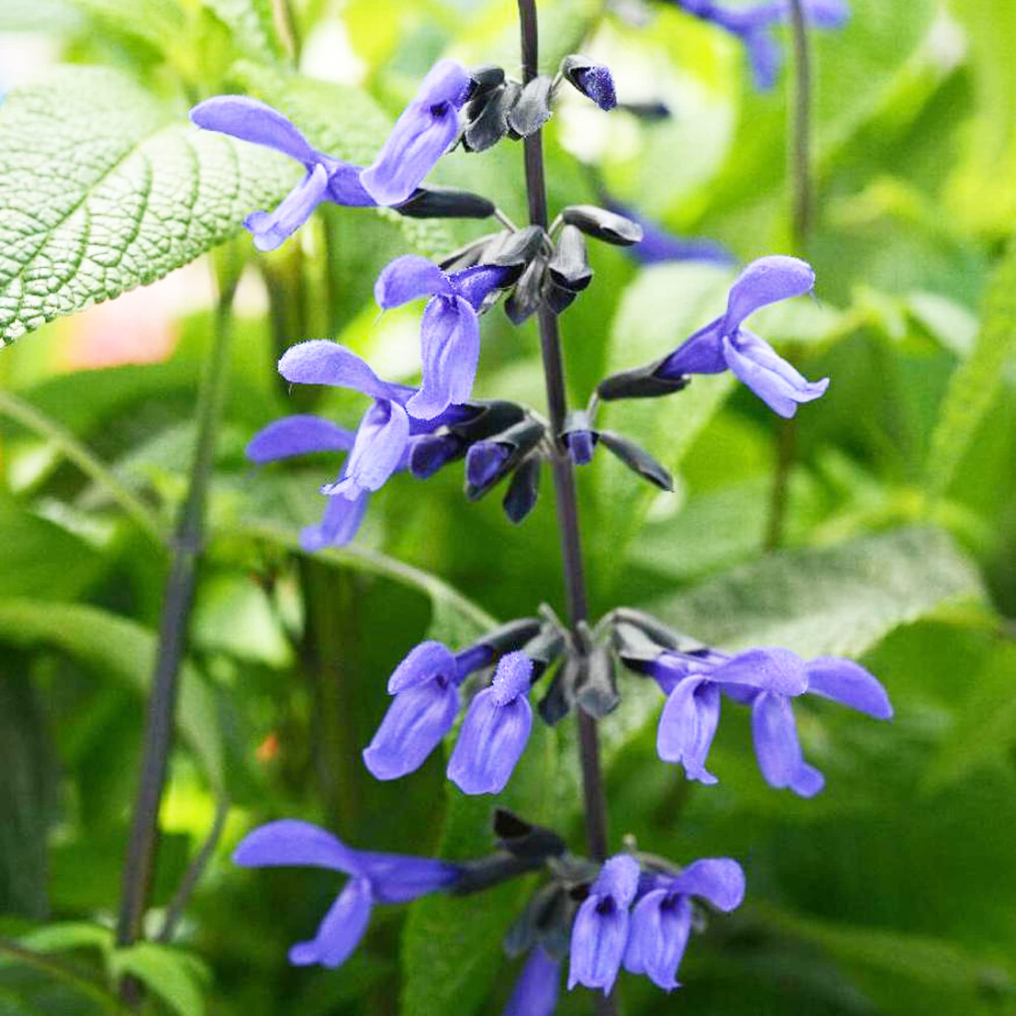 Salvia Guaranitica 'Black and Blue' Seeds Anise-Scented Sage Attracting Pollinators Like Butterflies, and Bees Low-Maintenance Add Color to Garden Beds, Borders, Containers 30Pcs by YEGAOL Garden