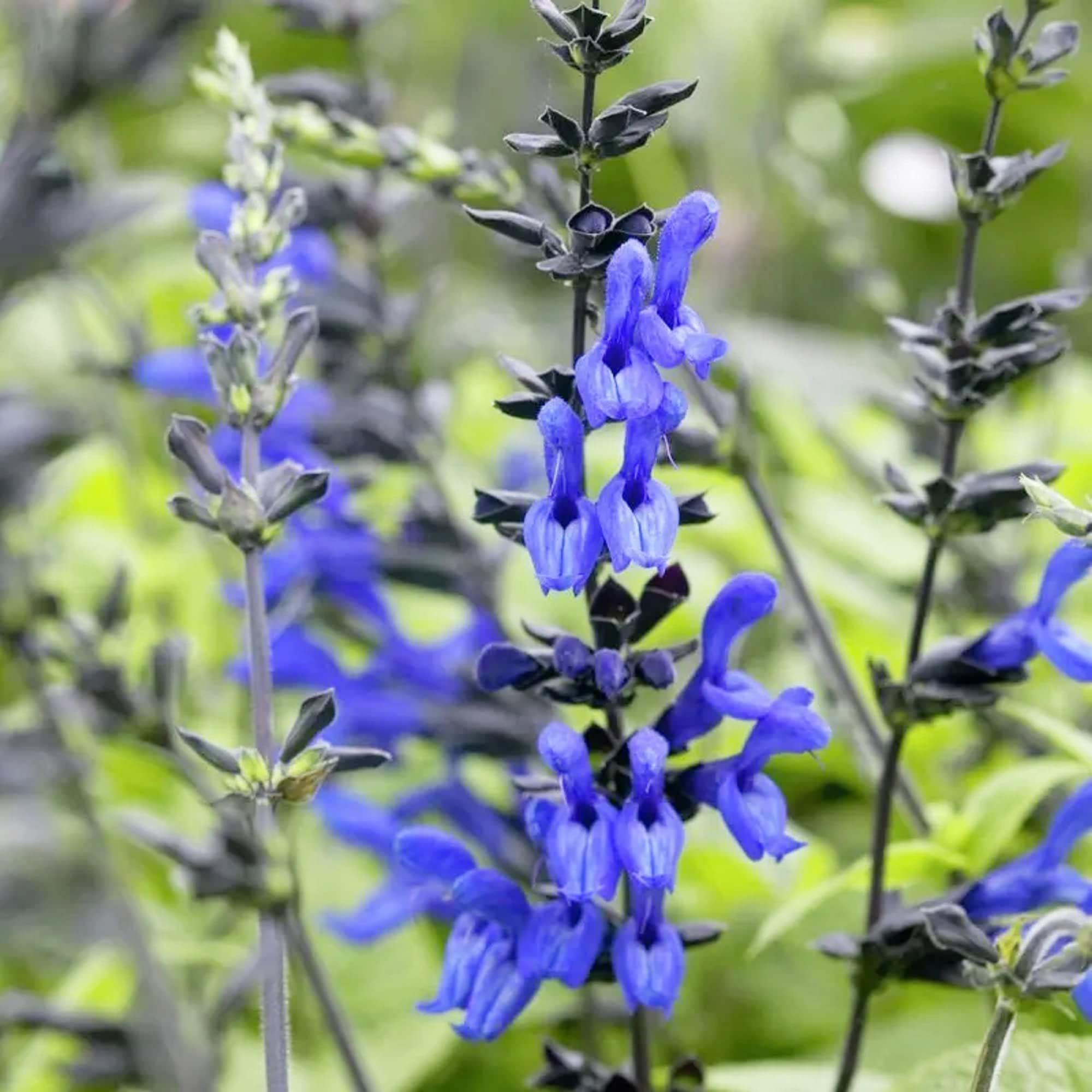 Salvia Guaranitica 'Black and Blue' Seeds Anise-Scented Sage Attracting Pollinators Like Butterflies, and Bees Low-Maintenance Add Color to Garden Beds, Borders, Containers 30Pcs by YEGAOL Garden