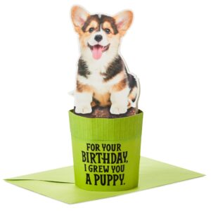 hallmark paper wonder shoebox funny pop up card for birthdays (puppy in a pot)