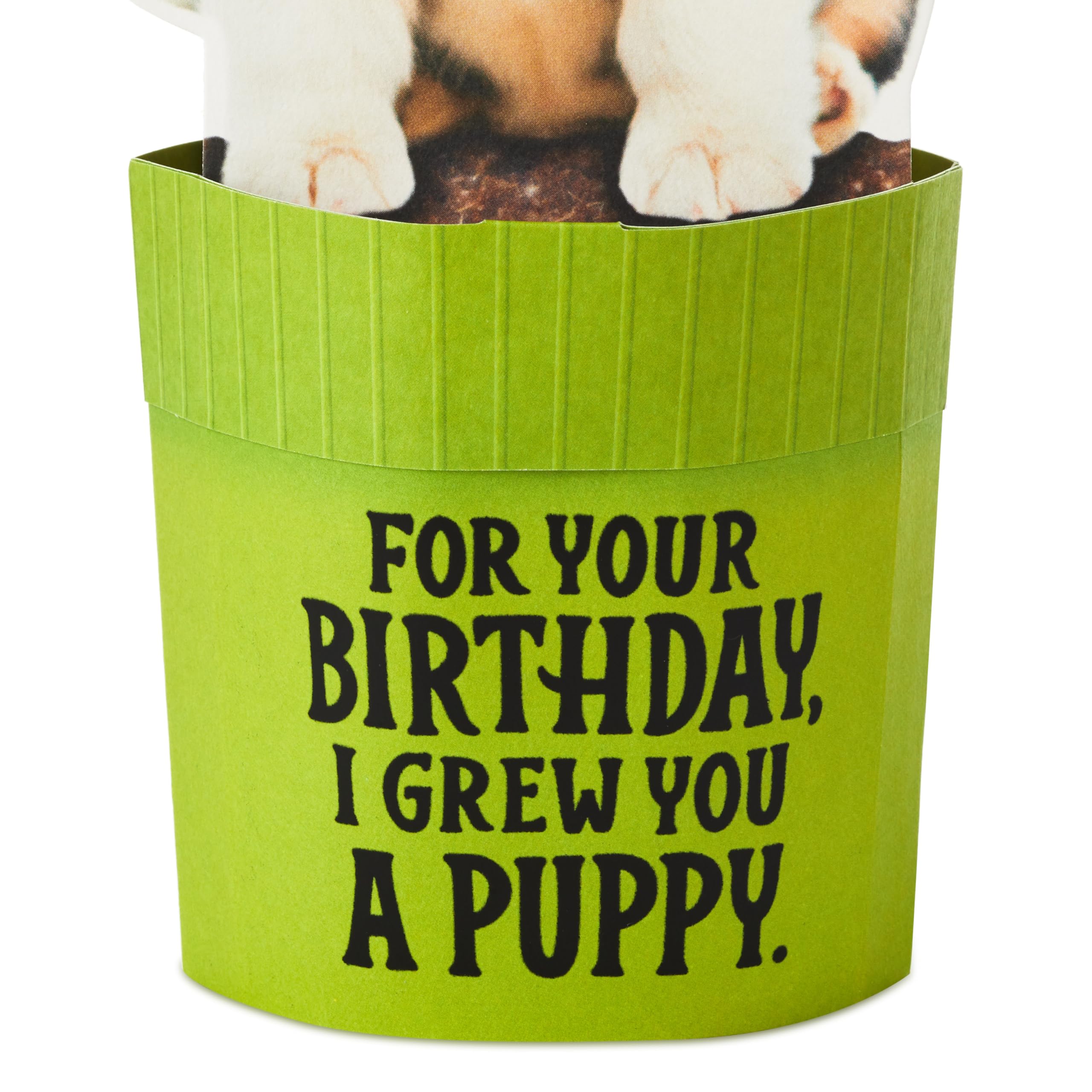 Hallmark Paper Wonder Shoebox Funny Pop Up Card for Birthdays (Puppy in a Pot)