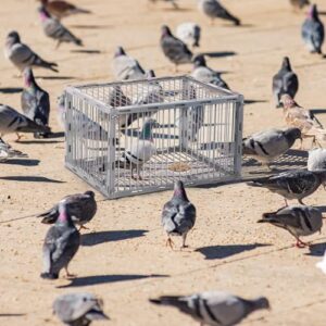 Pigeon Trap with Escape-Proof Design, Pigeon Cage with One-Way Entry, Ideal Pigeon Coop, Chicken and Bird Trap Cage, Portable & Easy Assembly, Unharmful Made of High-Strength Iron and Anti-Rust Paint