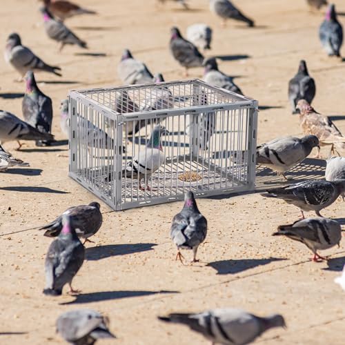 Pigeon Trap with Escape-Proof Design, Pigeon Cage with One-Way Entry, Ideal Pigeon Coop, Chicken and Bird Trap Cage, Portable & Easy Assembly, Unharmful Made of High-Strength Iron and Anti-Rust Paint