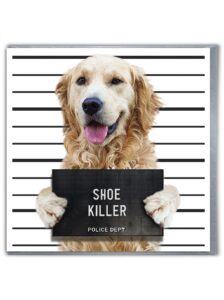 brainbox candy - funny birthday cards - 'shoe killer' - cute dog cards - golden retriever dog owners - pet dog lovers - cheeky birthday cards for him her men women partner friend