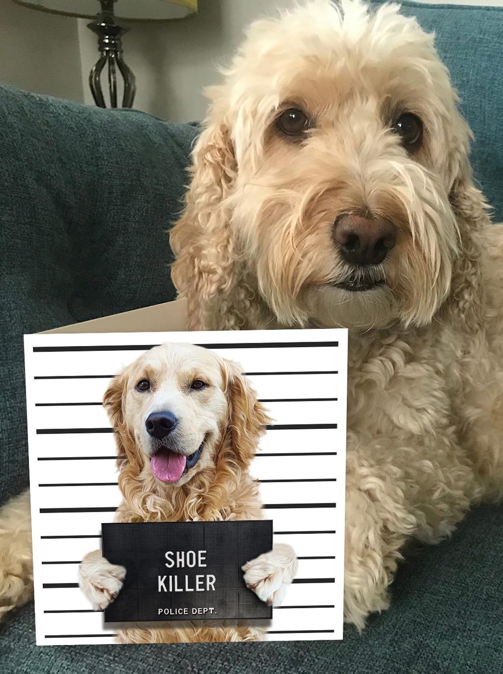 Brainbox Candy - Funny Birthday Cards - 'Shoe Killer' - Cute Dog Cards - Golden Retriever Dog Owners - Pet Dog Lovers - Cheeky Birthday Cards for Him Her Men Women Partner Friend