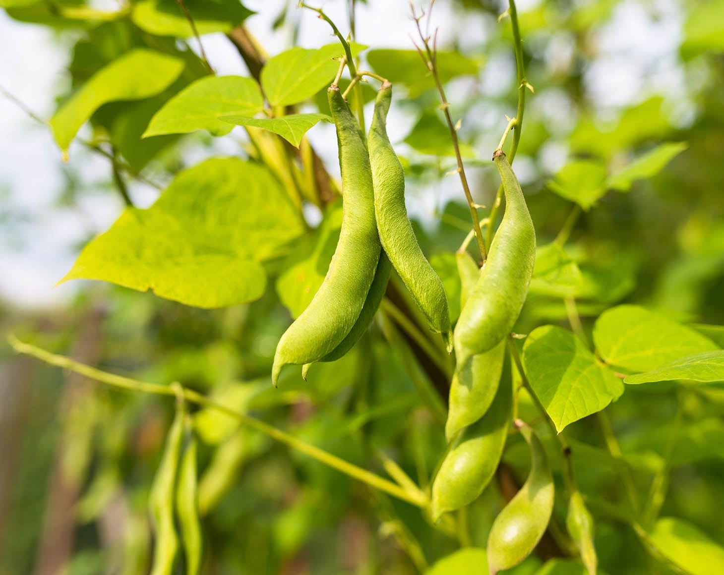 Food to Live Organic Black Beans, 2 Pounds – Non-GMO, Whole Dried Beans, Sproutable, Vegan, Kosher, Bulk. Great Source of Plant Based Protein, Fiber. Great for Soup, Salads, Chili.