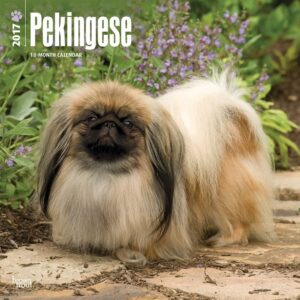 Pekingese 2017 Square