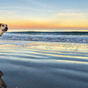 BEACH DOGS: A Coffee Table Photography Book of Joy for Dog Lovers