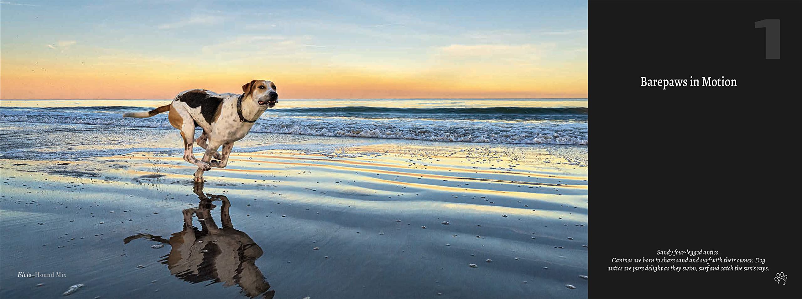 BEACH DOGS: A Coffee Table Photography Book of Joy for Dog Lovers