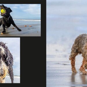 BEACH DOGS: A Coffee Table Photography Book of Joy for Dog Lovers