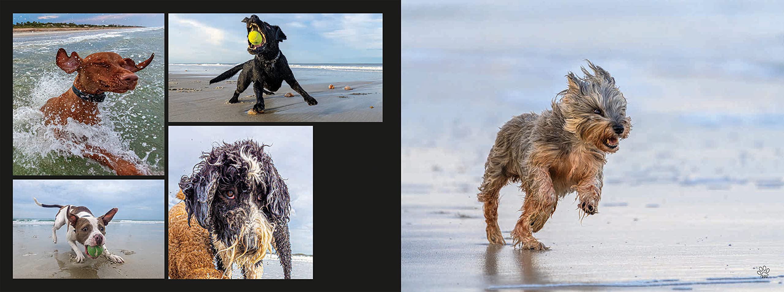 BEACH DOGS: A Coffee Table Photography Book of Joy for Dog Lovers