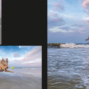 BEACH DOGS: A Coffee Table Photography Book of Joy for Dog Lovers