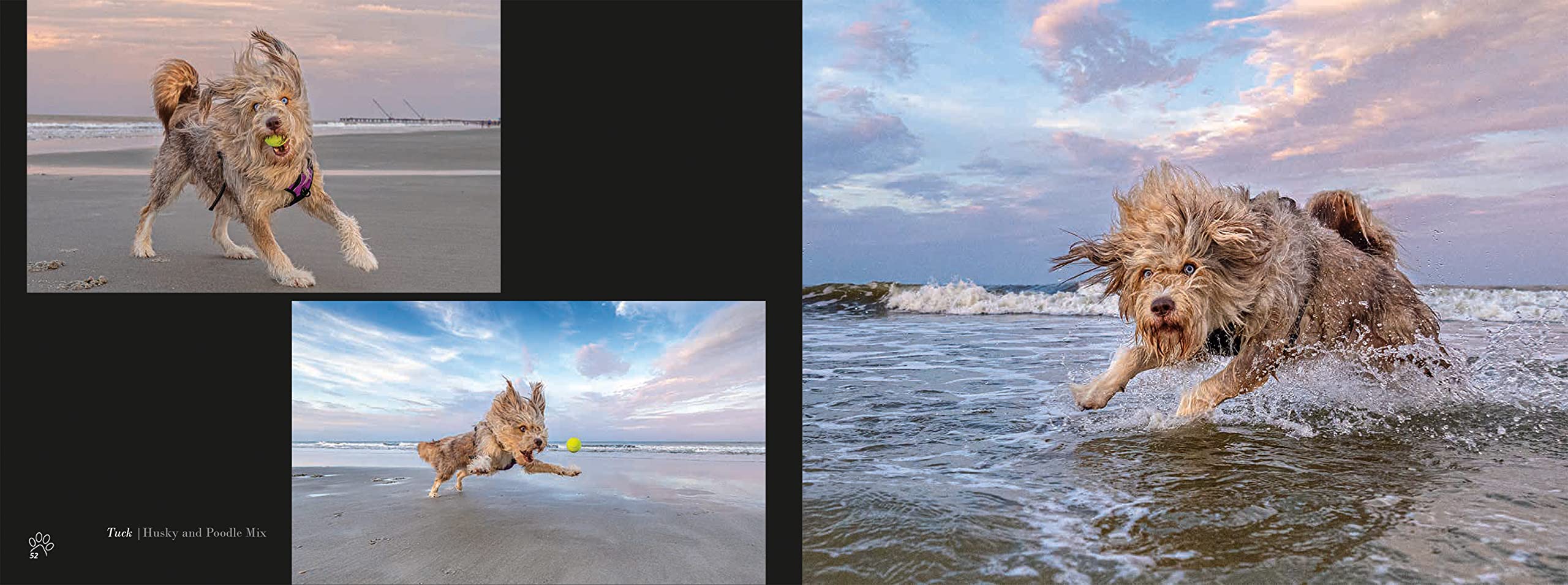 BEACH DOGS: A Coffee Table Photography Book of Joy for Dog Lovers