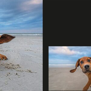 BEACH DOGS: A Coffee Table Photography Book of Joy for Dog Lovers