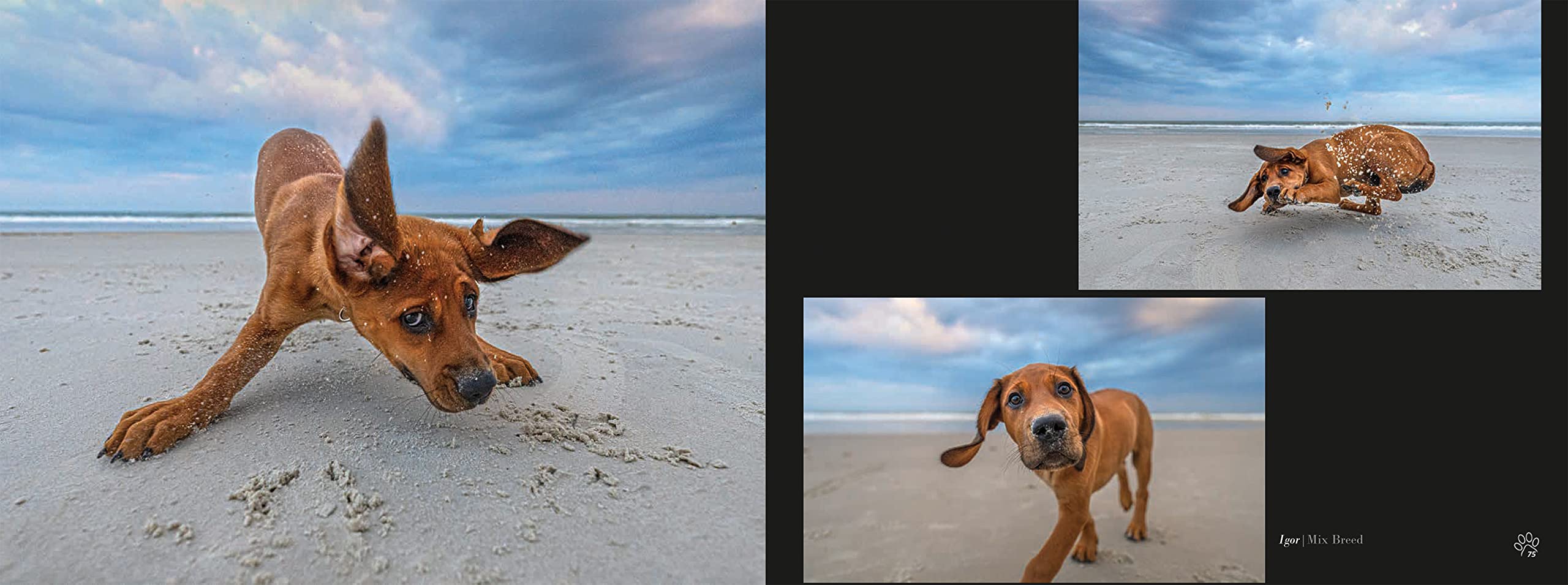 BEACH DOGS: A Coffee Table Photography Book of Joy for Dog Lovers