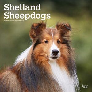 shetland sheepdogs 2020 12 x 12 inch monthly square wall calendar, animals dog breeds