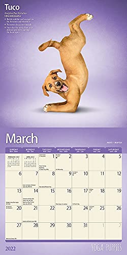 Yoga Puppies OFFICIAL 2022 7 x 7 Inch Monthly Mini Wall Calendar, Animals Humor Puppy Dogs Canine