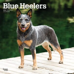 blue heelers 2022 12 x 12 inch monthly square wall calendar, animals dog breeds dogdays