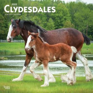 clydesdales 2022 12 x 12 inch monthly square wall calendar, animals horses