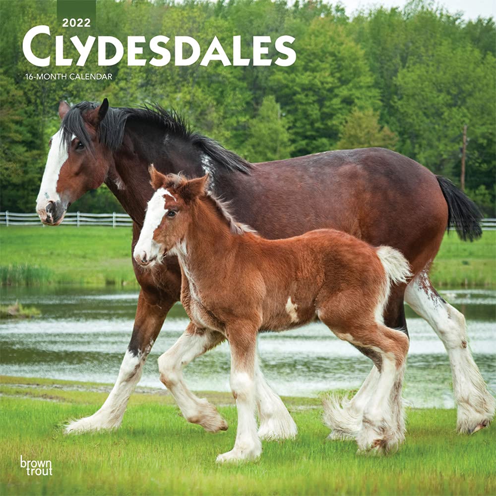 Clydesdales 2022 12 x 12 Inch Monthly Square Wall Calendar, Animals Horses