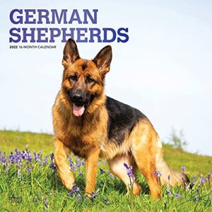 german shepherds 2022 12 x 12 inch monthly square wall calendar with foil stamped cover, animals dog breeds dogdays