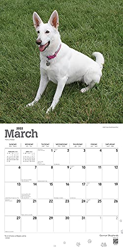 German Shepherds 2022 12 x 12 Inch Monthly Square Wall Calendar with Foil Stamped Cover, Animals Dog Breeds DogDays