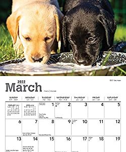 Lab Puppies 2022 7 x 7 Inch Monthly Mini Wall Calendar, Animals Dog Breeds Puppy DogDays