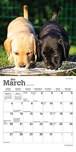 Lab Puppies 2022 7 x 7 Inch Monthly Mini Wall Calendar, Animals Dog Breeds Puppy DogDays